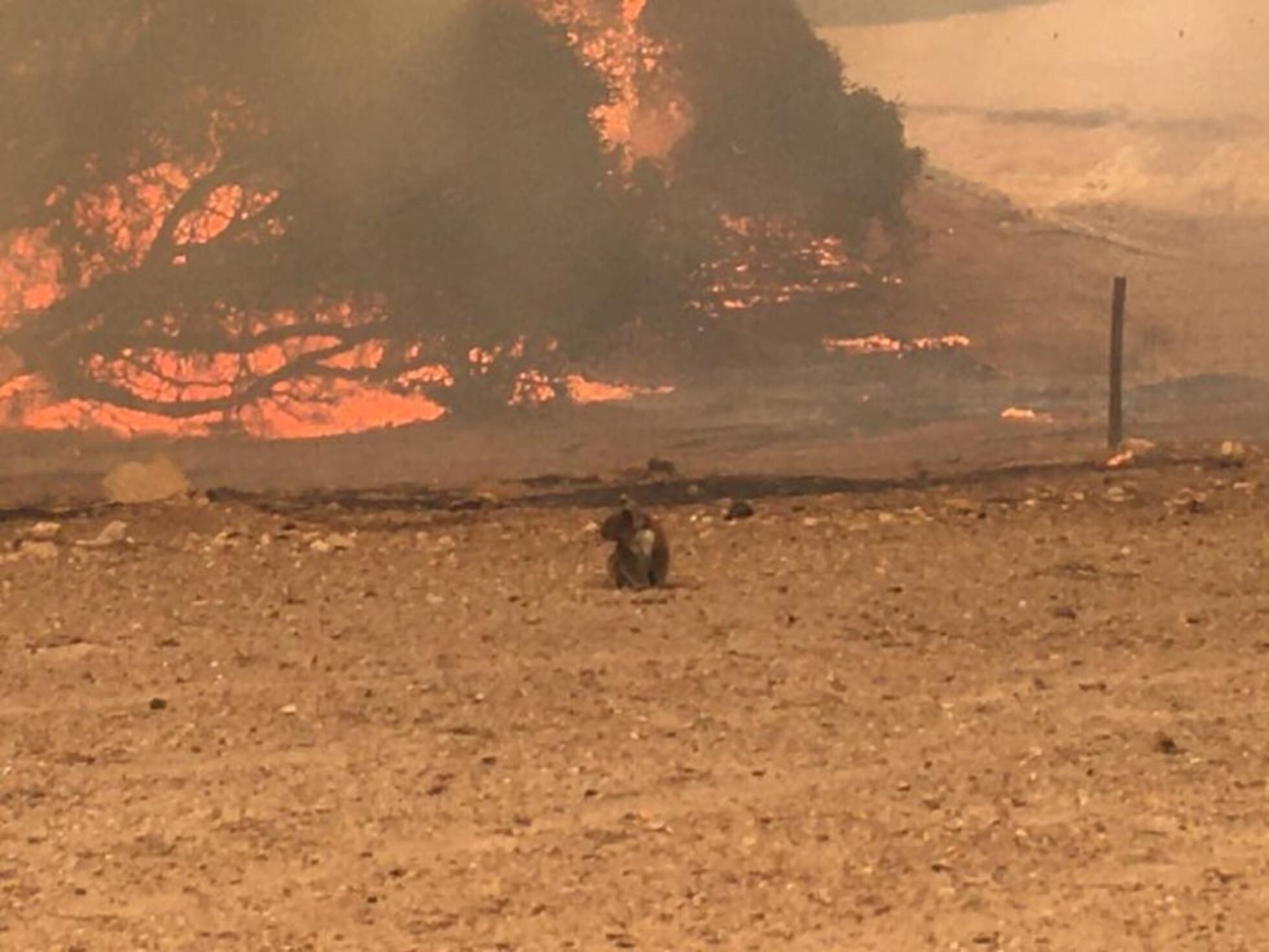 Incendios en Australia 1.000 millones de animales calcinados: 1.000 ...
