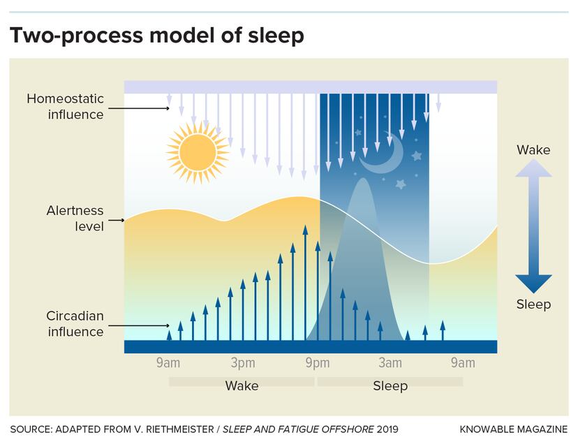 The ones who need little sleep | Science | EL PAÍS English