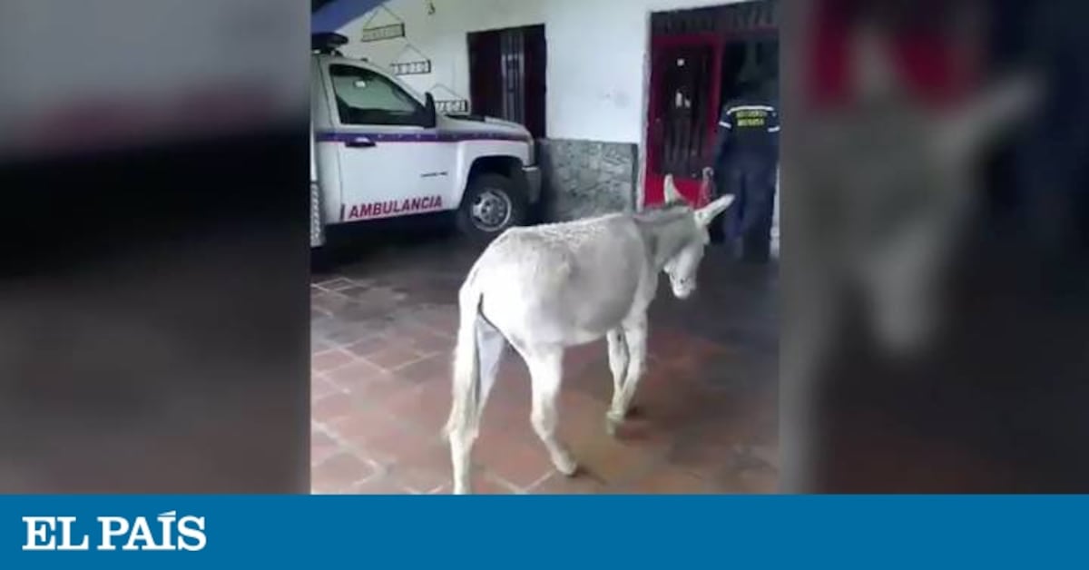 Venezuela: Chamar um burro de “Maduro” rende até 20 anos de prisão na ...