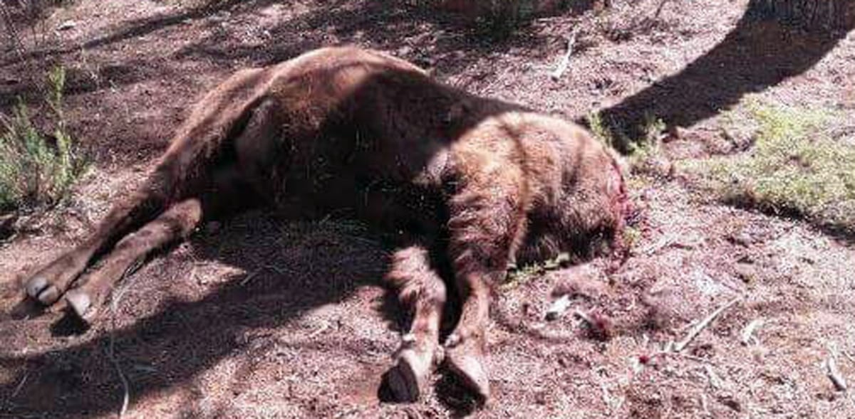Animal cruelty: Second headless bison found inside Spanish animal ...