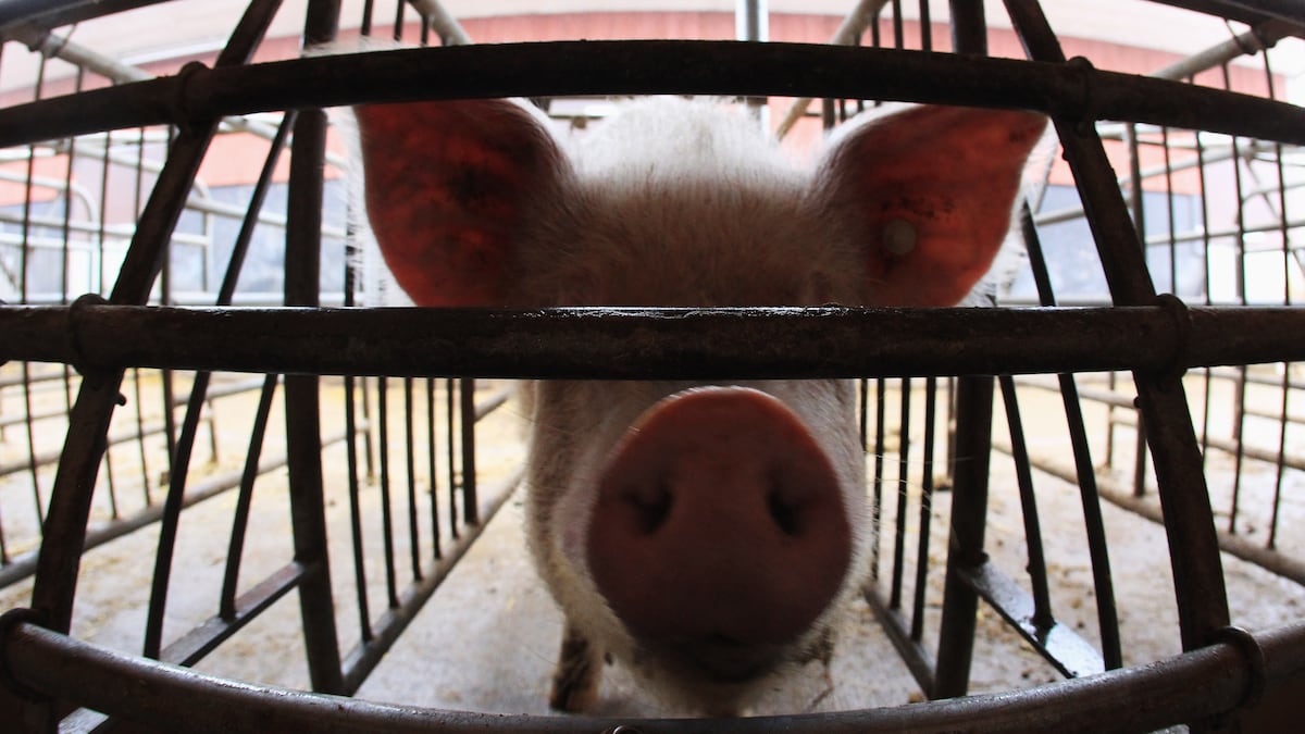 Un experimento ‘resucita’ con sangre artificial los órganos de cerdos ...