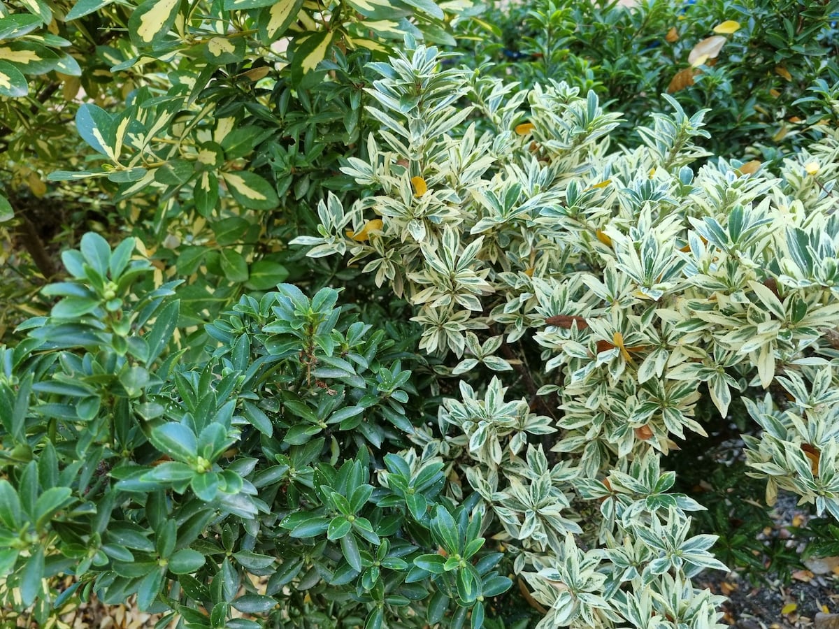 Las plantas variegadas, rarezas que iluminan rincones oscuros | Estilo ...