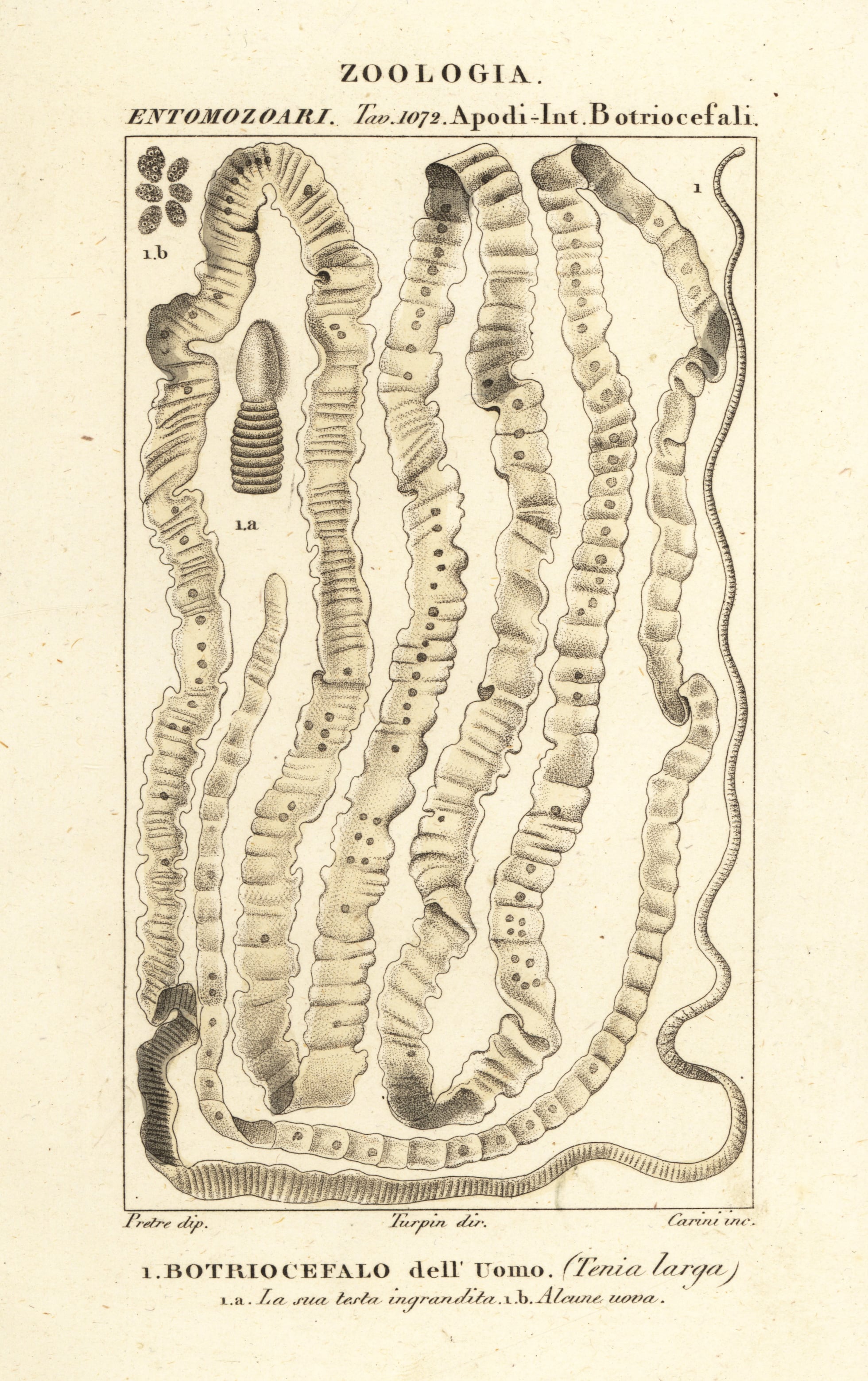 Eat tapeworm eggs, lose weight: The terrifying Victorian practice whose ...
