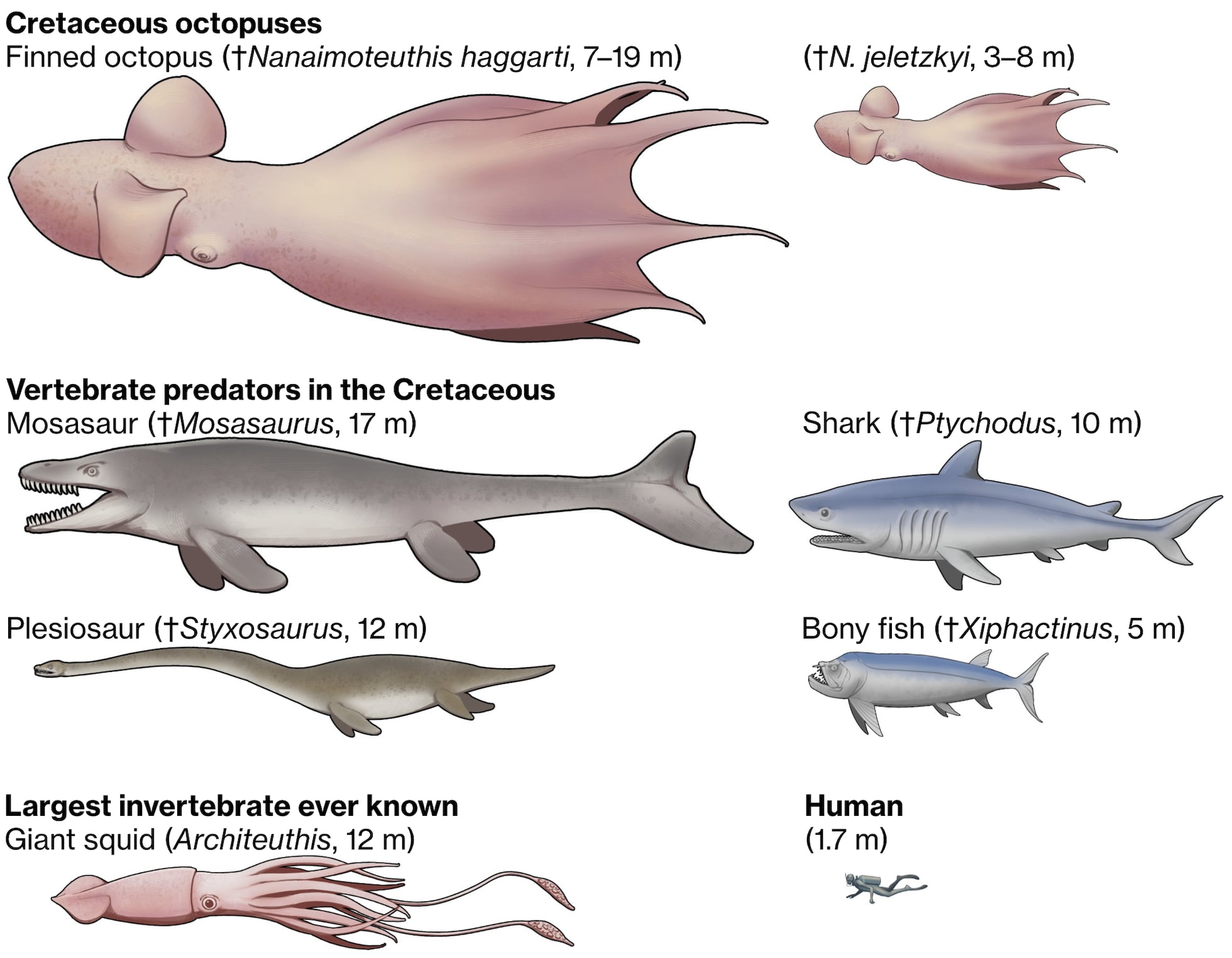 The kraken was real: scientists discover a 100-million-year-old ...
