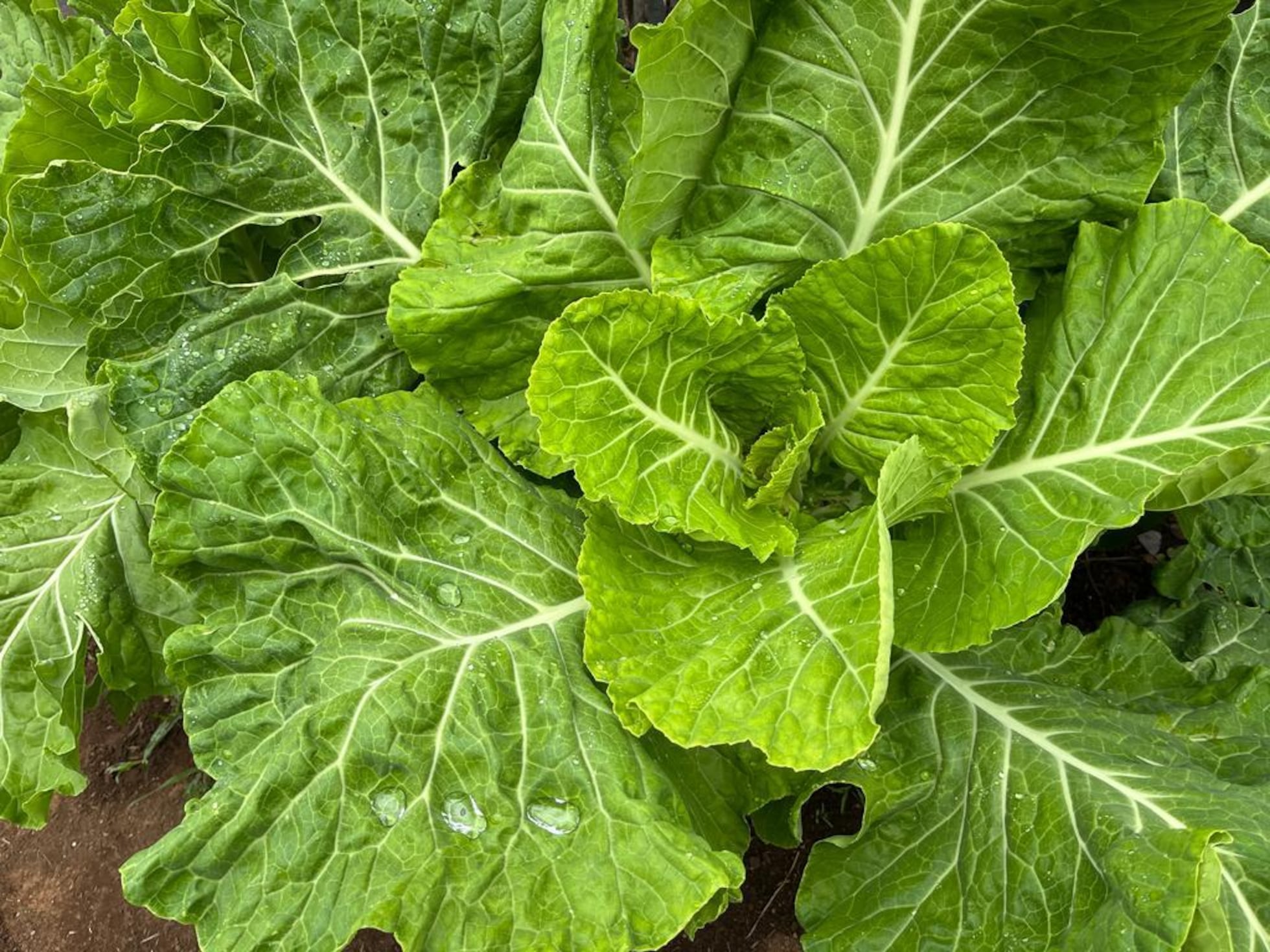 La segunda juventud de la berza | El Comidista | Gastronomía | EL PAÍS