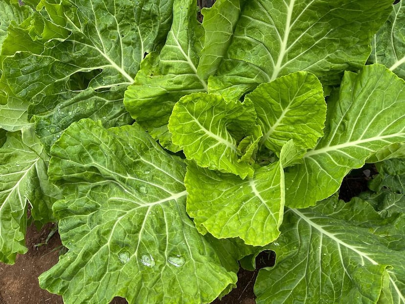 La segunda juventud de la berza | El Comidista | Gastronomía | EL PAÍS