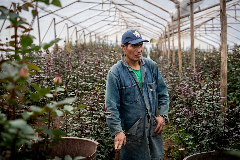 Las espinas de Tabacundo, la capital mundial de la rosa en Ecuador ...