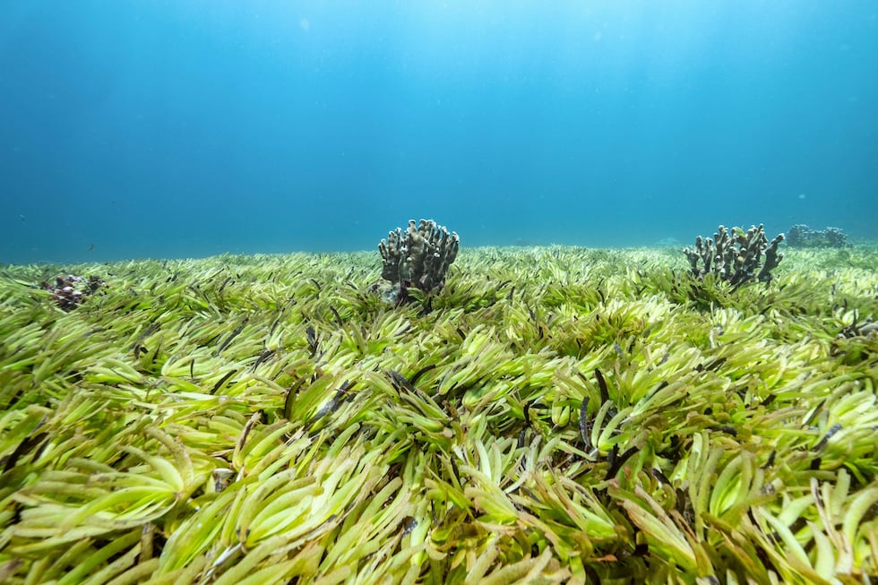 Saya de Malha, la isla invisible que está en peligro | EL PAÍS Semanal | EL PAÍS