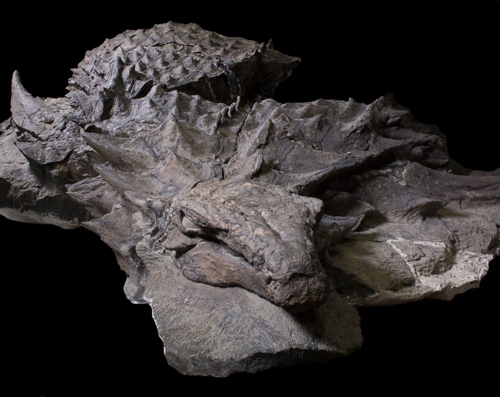 The strange case of the mummified dinosaurs | Science | EL PAÍS English