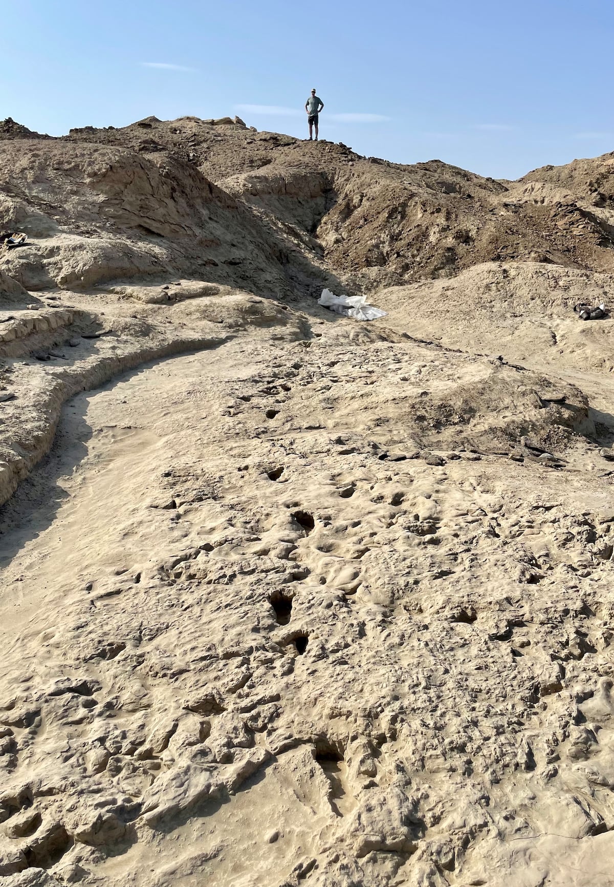 Footprints reveal the coexistence of two human species 1.5 million ...