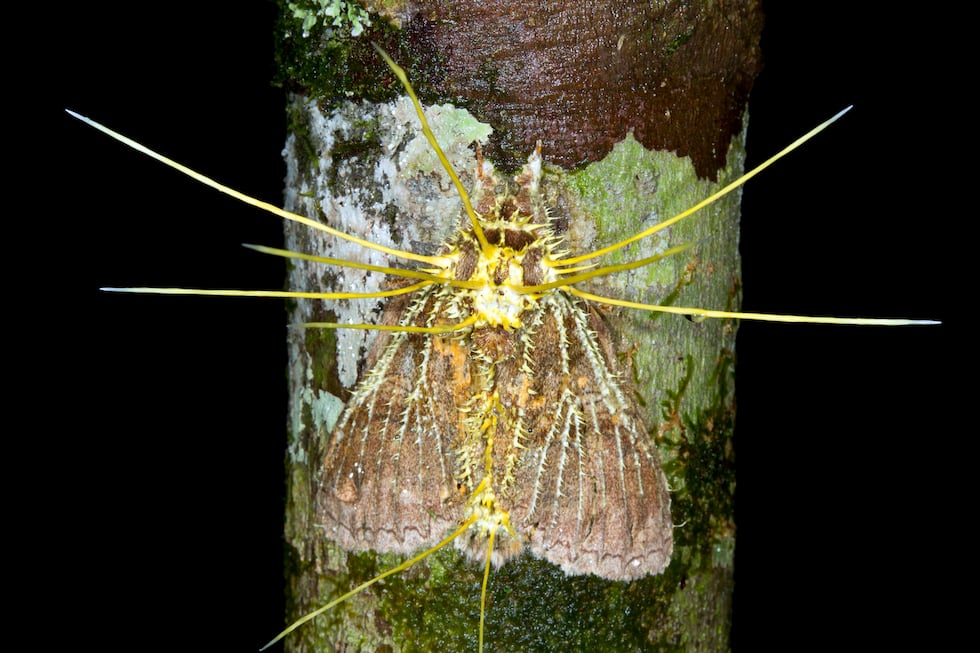 Zombie bugs: The parasites that hijack insect minds | Science | EL PAÍS ...