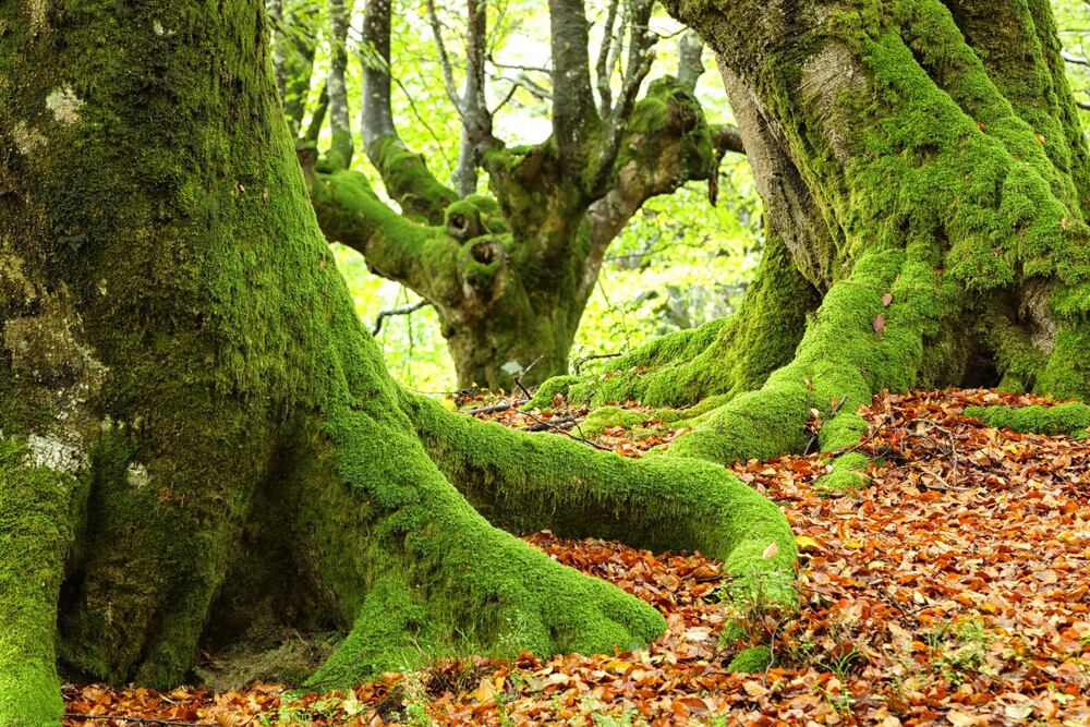 Forest bathing: Reconnecting with nature: five trails for forest ...
