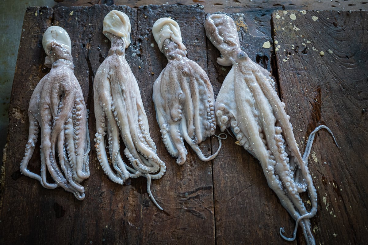 La depredación del pulpo bebé: ¿el fin de la pesca de la esperanza en ...