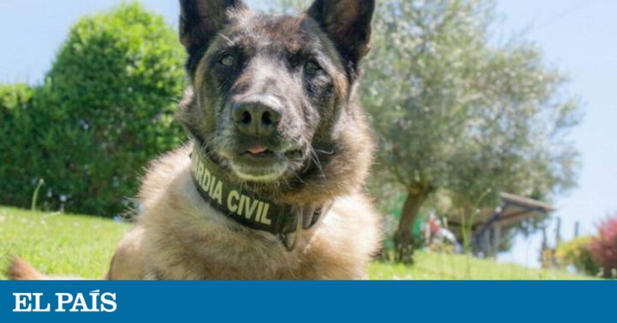 ‘Elton’, el perro que encontró a Diana y busca a Gabriel | Mundo animal ...