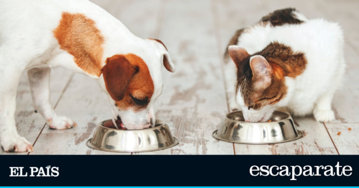 Los mejores ‘snacks’ naturales para perros y gatos | Estilo de vida ...