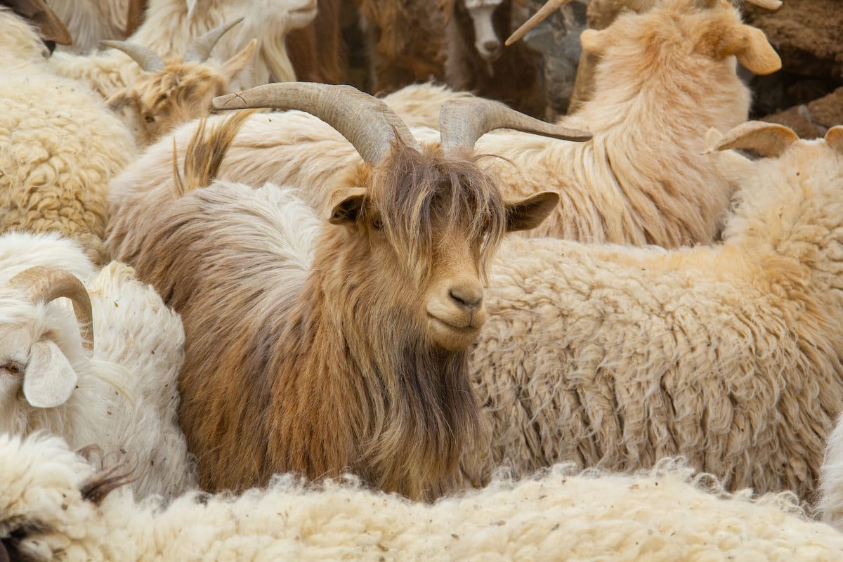 Las guerras del cashmere: cómo la materia prima de moda puede ...