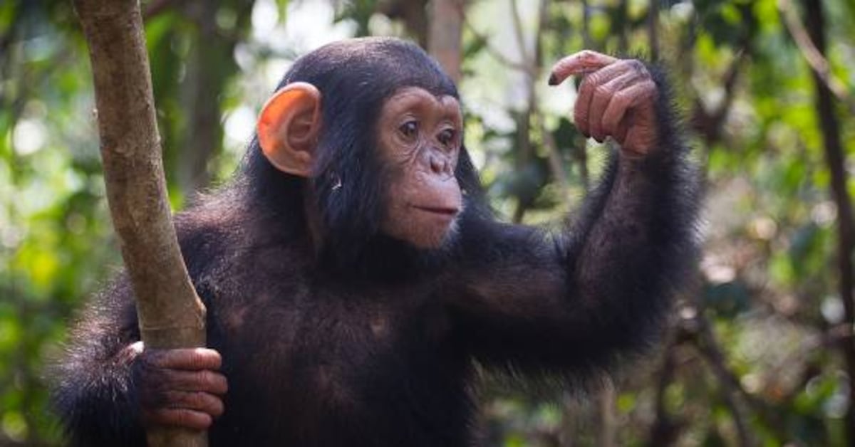 Os grandes símios podem adivinhar o que você está pensando | Ciência ...