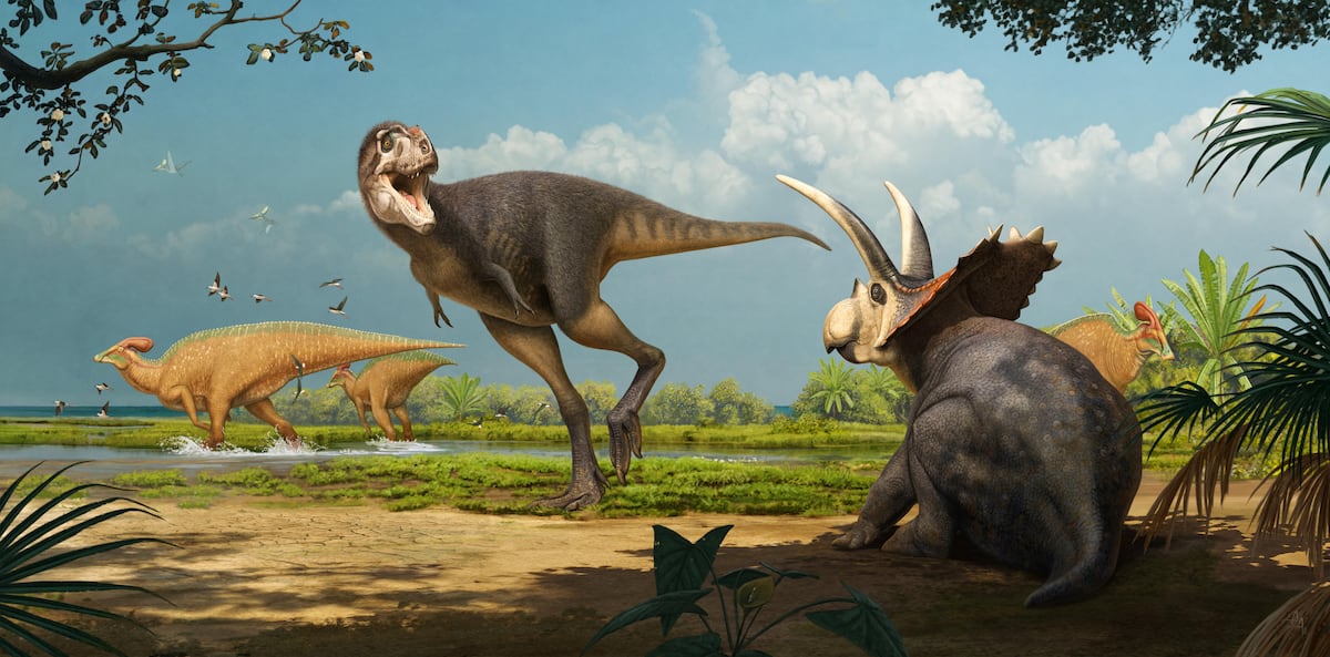 Así era ‘Labocania aguillonae’, la nueva especie de tiranosaurio ...