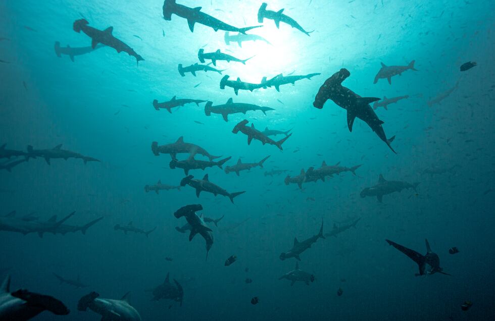 Tiburones: esquivos al ser retratados. - Columna Digital
