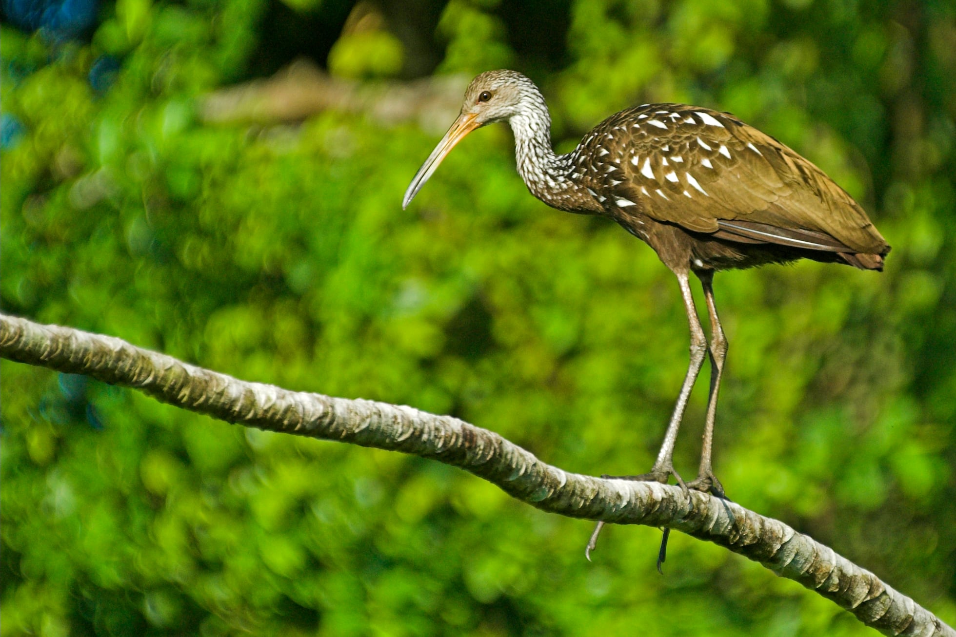 Today’s birds are up to 72% smaller than those of 80 years ago in ...