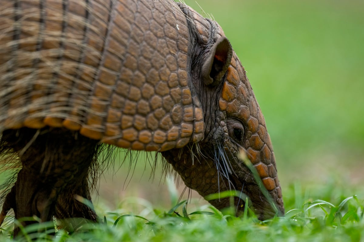 Estudiar la lepra en armadillos para evitar que retorne con más fuerza ...