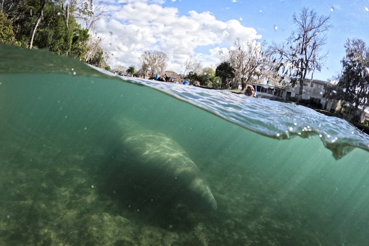 Los Manatíes De Florida Se Mueren De Hambre América Futura El PaÍs