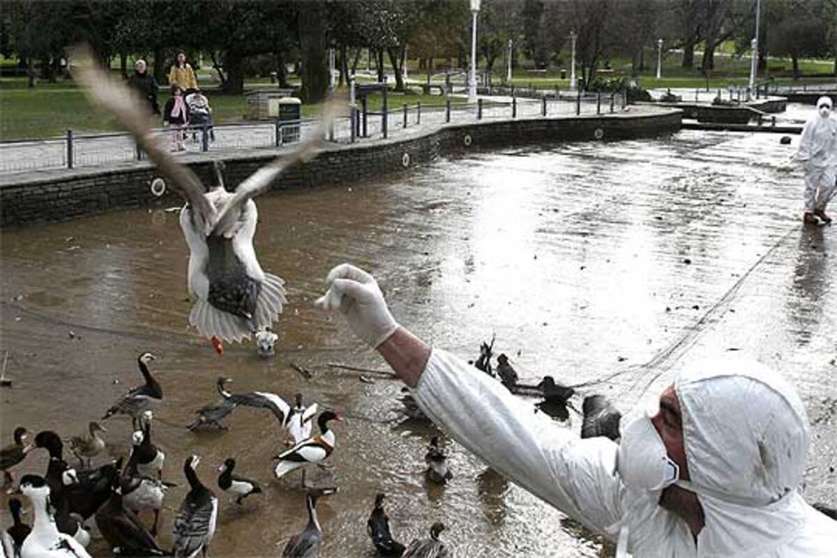 Un empleado del Ayuntamiento de Bilbao atrapa un pato | Sociedad | EL PAÍS
