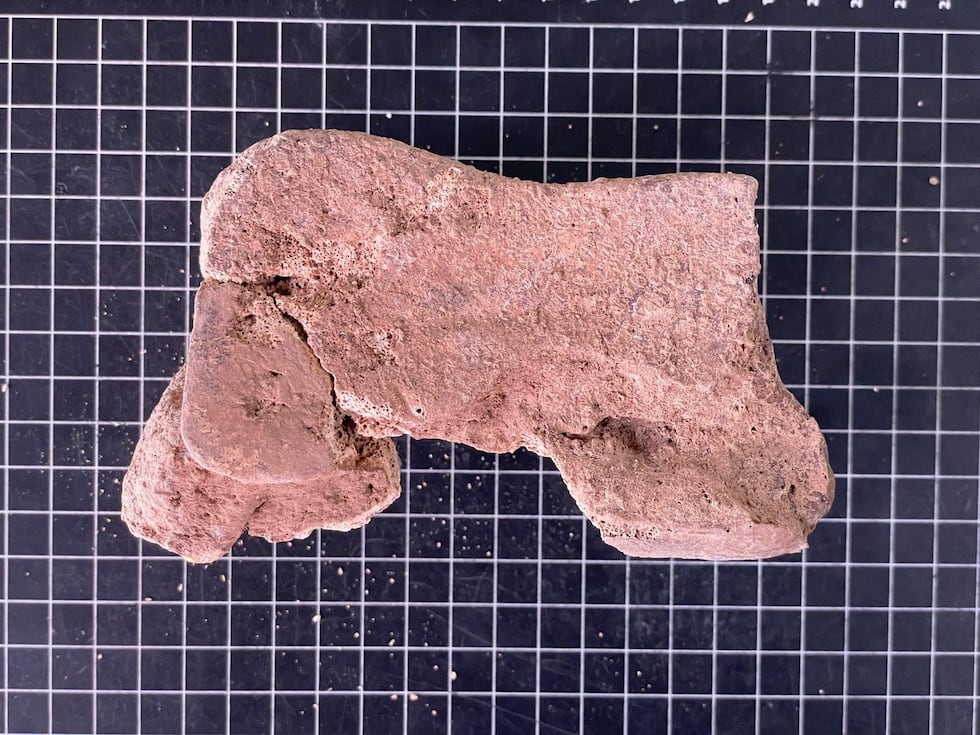 War elephants: How Carthage used a ‘psychological’ weapon the Romans ...