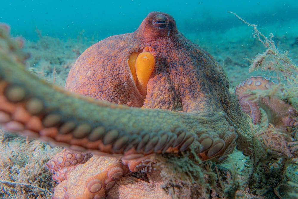 Octopuses have a favorite arm for each task | Science | EL PAÍS English
