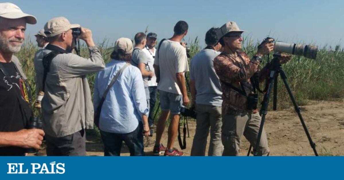El pavo del Congo canta en el Delta del Ebro | Noticias de Cataluña ...