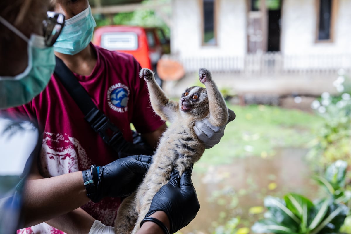 Salvar de la extinción al loris perezoso de la selva de Indonesia ...