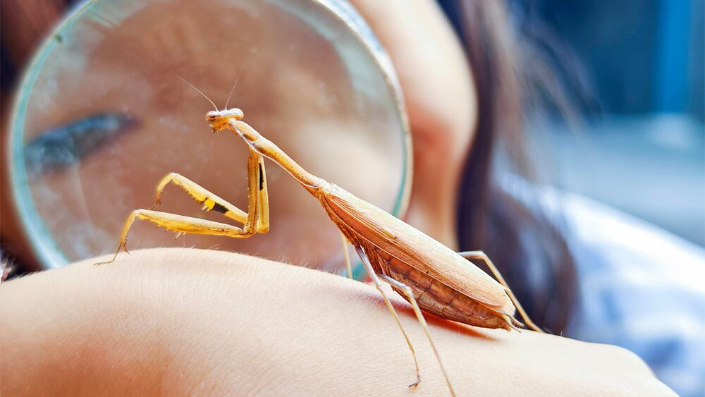 La divertida lupa que además atrapa insectos para que tus hijos ...