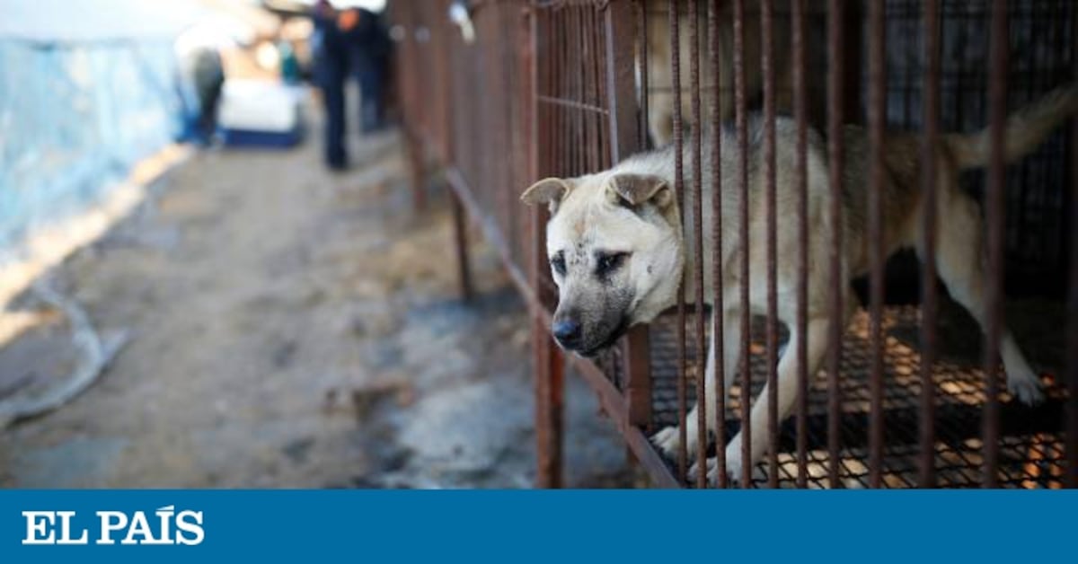 Carne de perro, ‘manjar’ estival en Corea del Norte | Mundo Global | EL ...