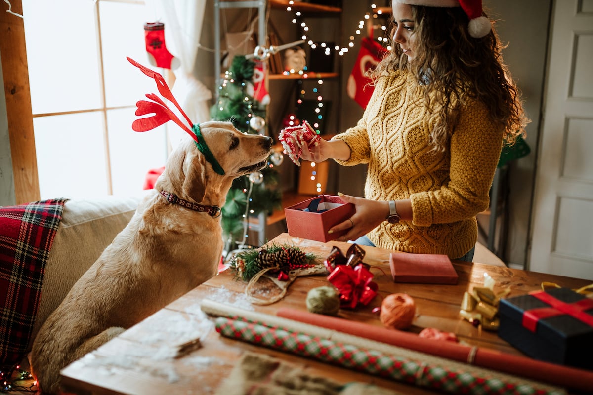 ¿Qué regalar a tu mascota esta Navidad? Ideas que van más allá de ...