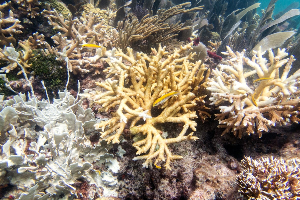 Scientists: Florida Keys coral reefs are already bleaching as water ...