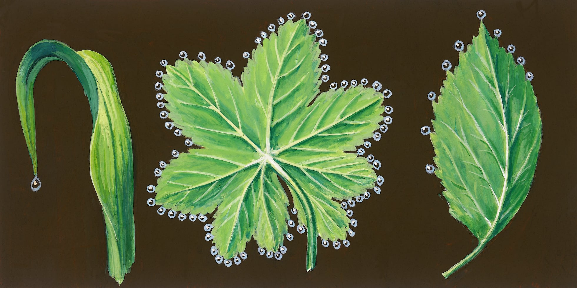 ¿Mi planta está llorando? Sí, pero este líquido tiene una razón de ser ...