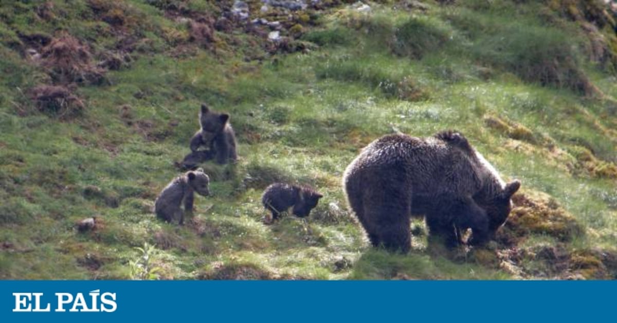 Animal conservation: The mystery of the brown bears in Spain’s northern ...