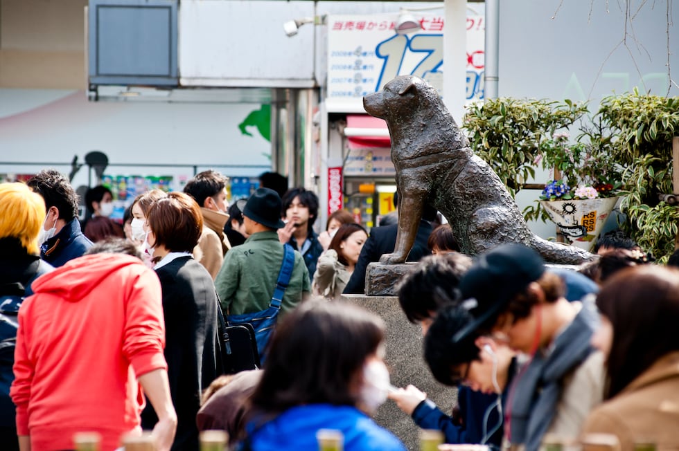 Hachiko, the Japanese dog who died waiting 10 years for his owner ...