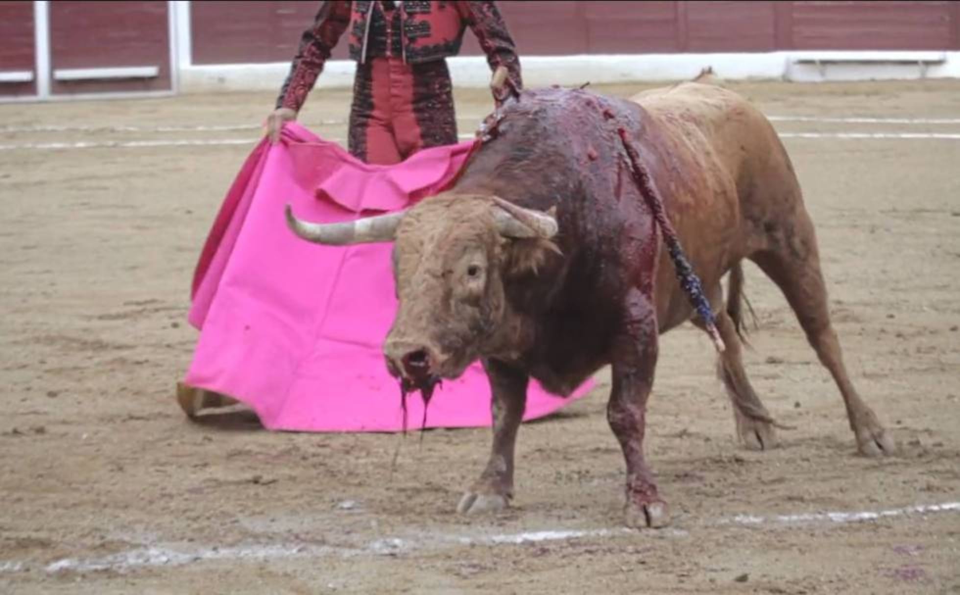 Blood, fear and death: a bullfight from the bull’s point of view | Life ...