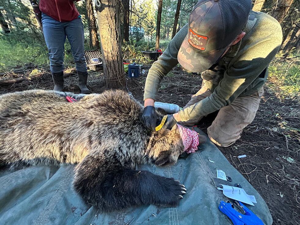 Cómo llevarse bien con los osos ‘grizzly’ | EL PAÍS US