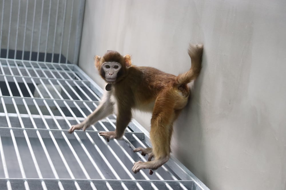The birth of Retro, a cloned monkey that presents the possibility of ...