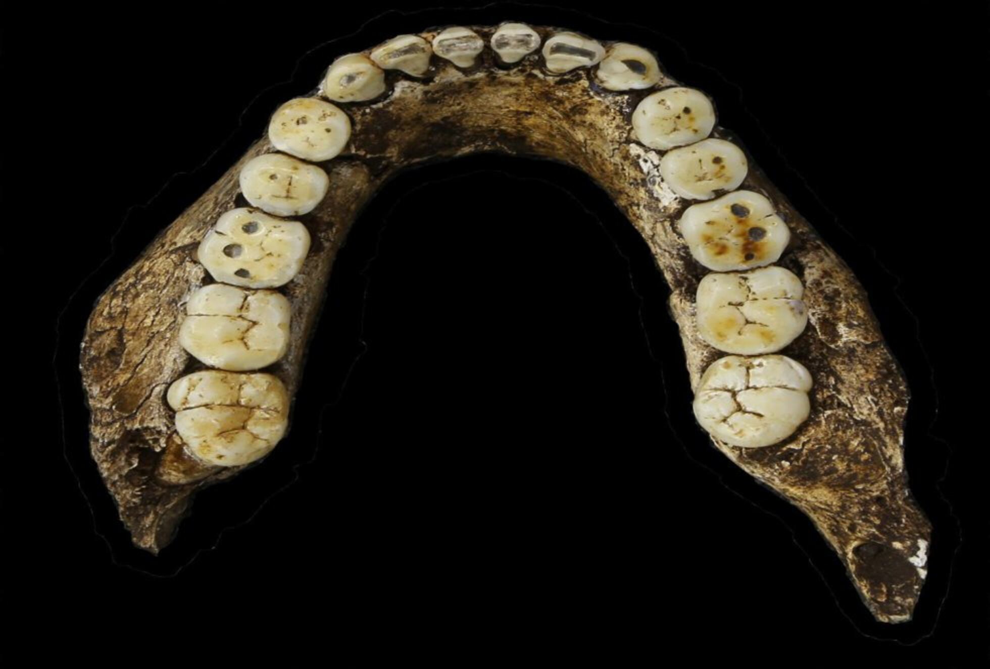 El ‘Homo naledi’, descubierto en Sudáfrica | Fotos | Ciencia | EL PAÍS