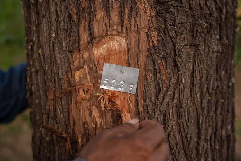 El territorio guaraní que conquistó la autonomía indígena para proteger mejor el medio ambiente ...