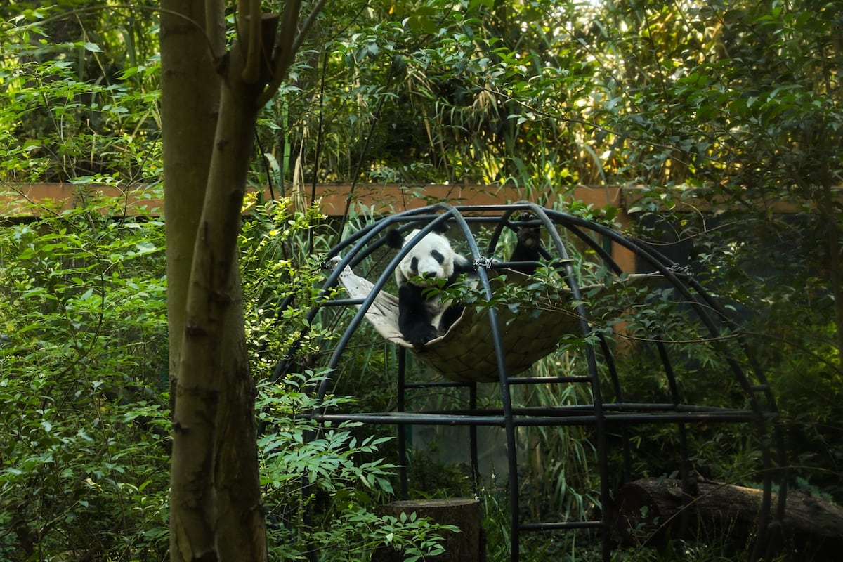 La osa Xin Xin, el último panda mexicano cumple 35 años | EL PAÍS México