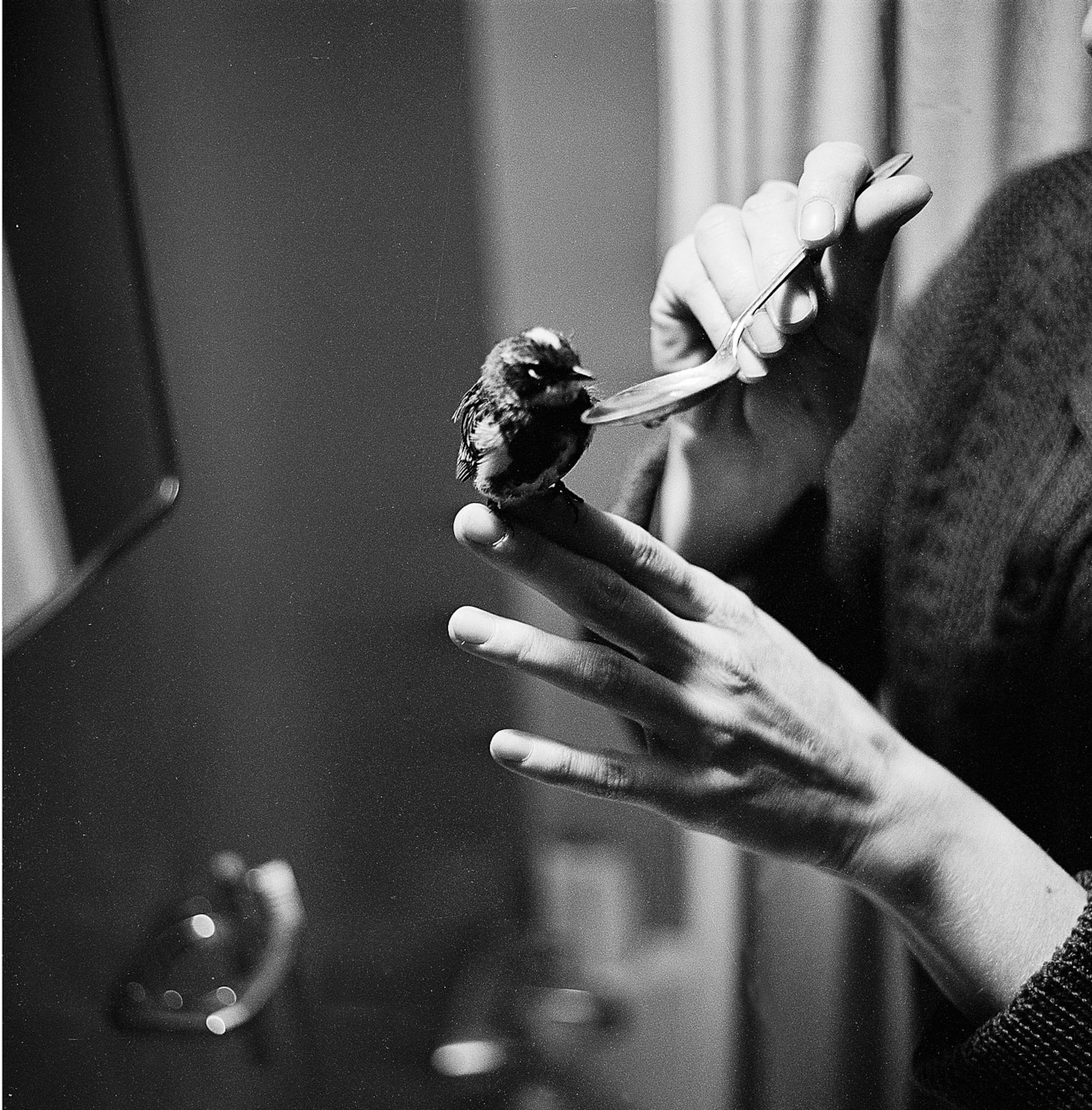 Retrato de una historia de amor: la poeta Mary Oliver y la fotógrafa ...