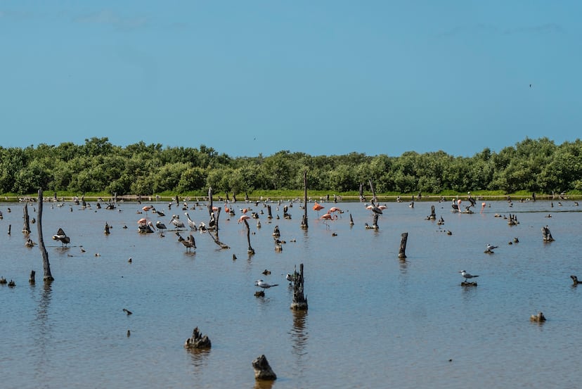 ‘Las chelemeras’: The Mexican women breathing new life into Yucatán’s mangrove forests ...