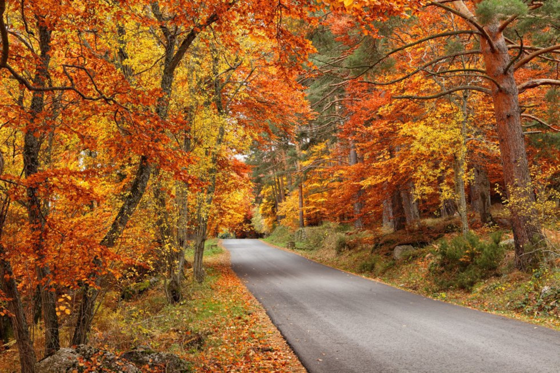 Travel in Spain In photos: 10 fabulous forests to visit in Spain: In ...
