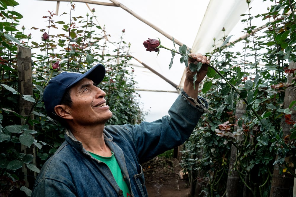 Las espinas de Tabacundo, la capital mundial de la rosa en Ecuador ...