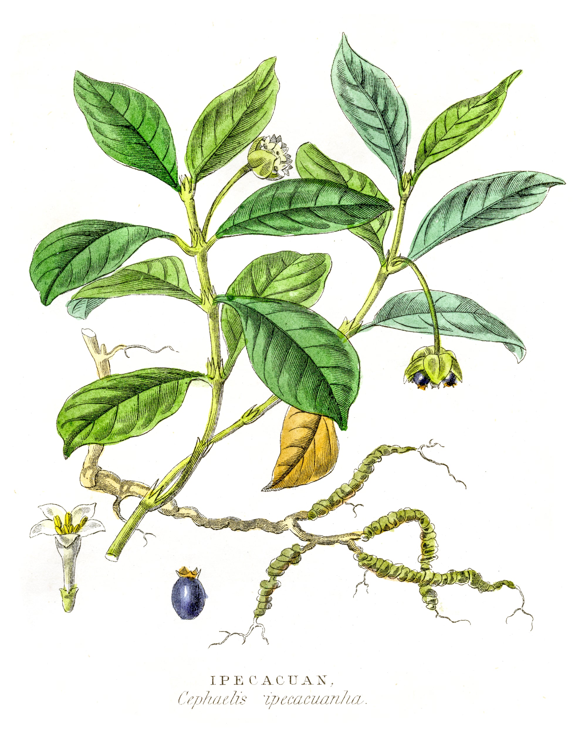 Ipecac, the plant that killed Karen Carpenter, the star who was ...