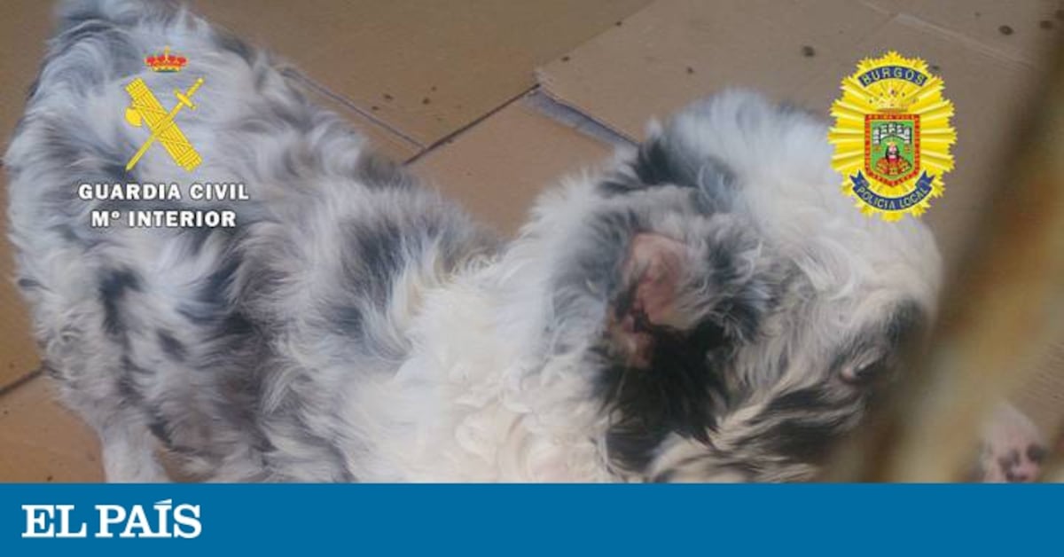 Navaja en ristre y a mutilar al perro | Política | EL PAÍS